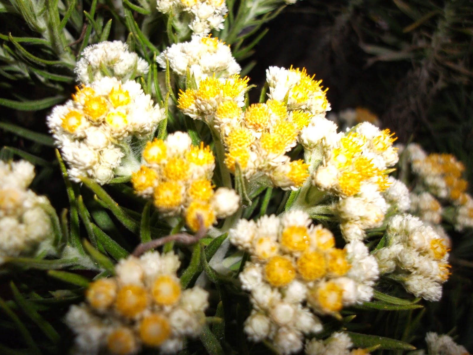 Bunga Edelweiss Gunung Lawu dan Misterinya
