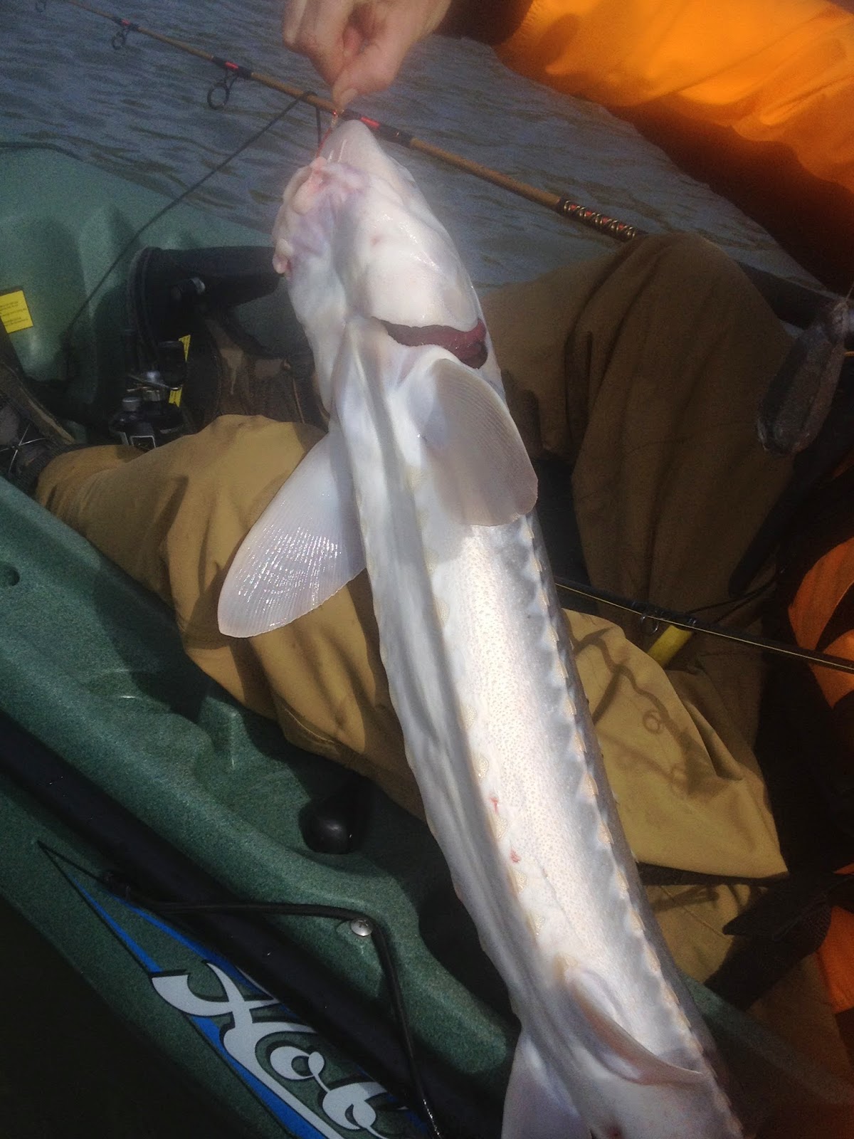 The Great White Sturgeon