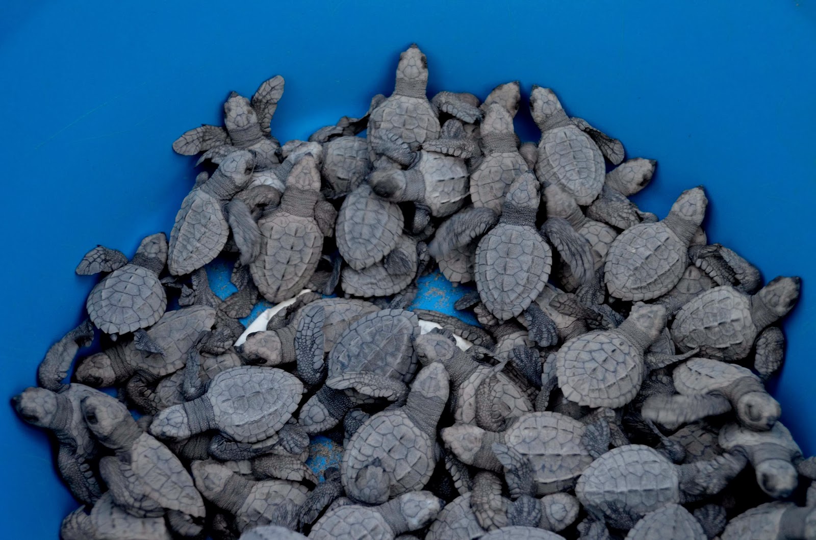 From the Shadow of the Tetons: Bucket list - release baby sea turtles ...