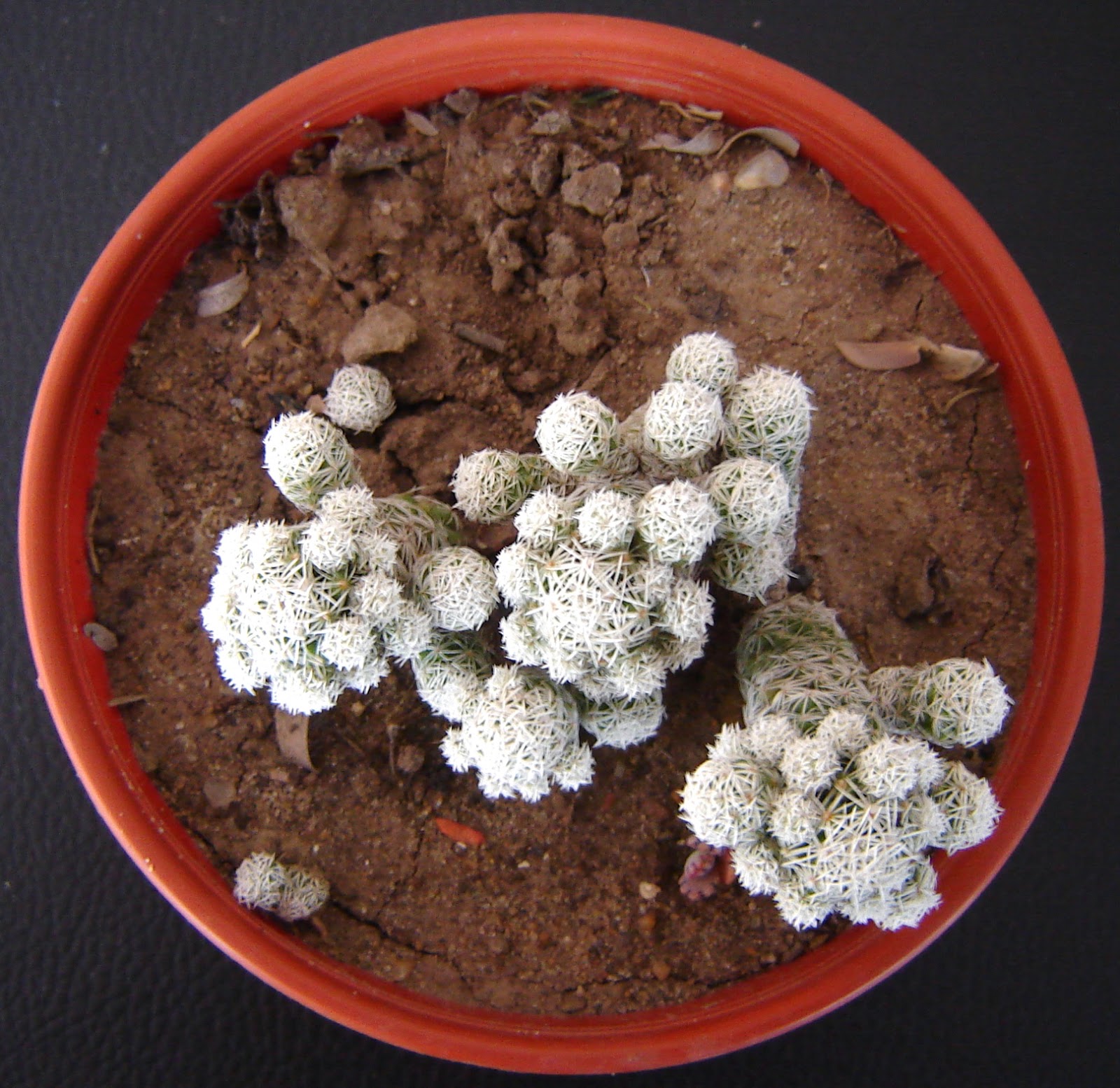 tutuna mituna: Mamilaria