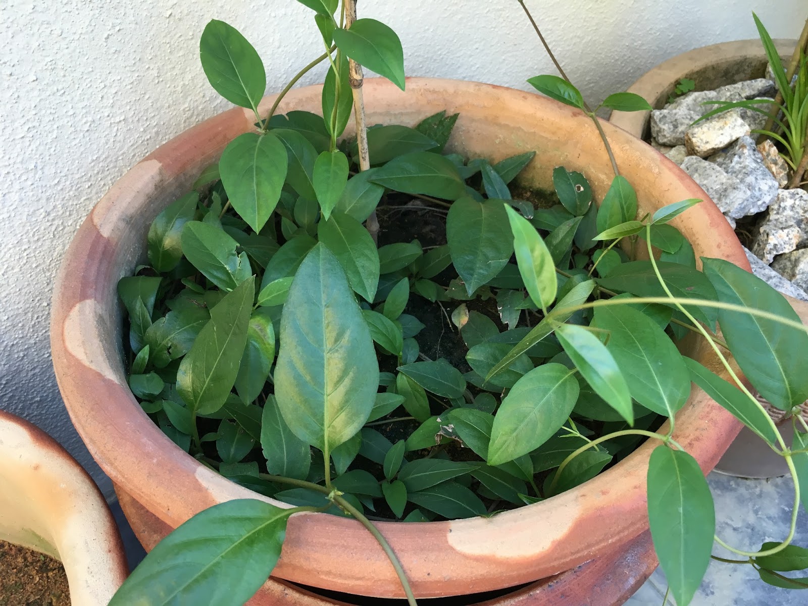 Premier Craft: Nasi Kerabu (Khao Jam) Juice Ingredient