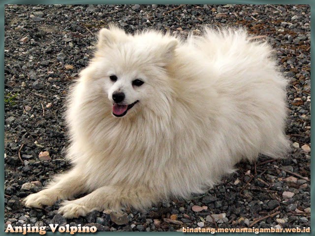 25 Info Terkini Hewan Huruf R