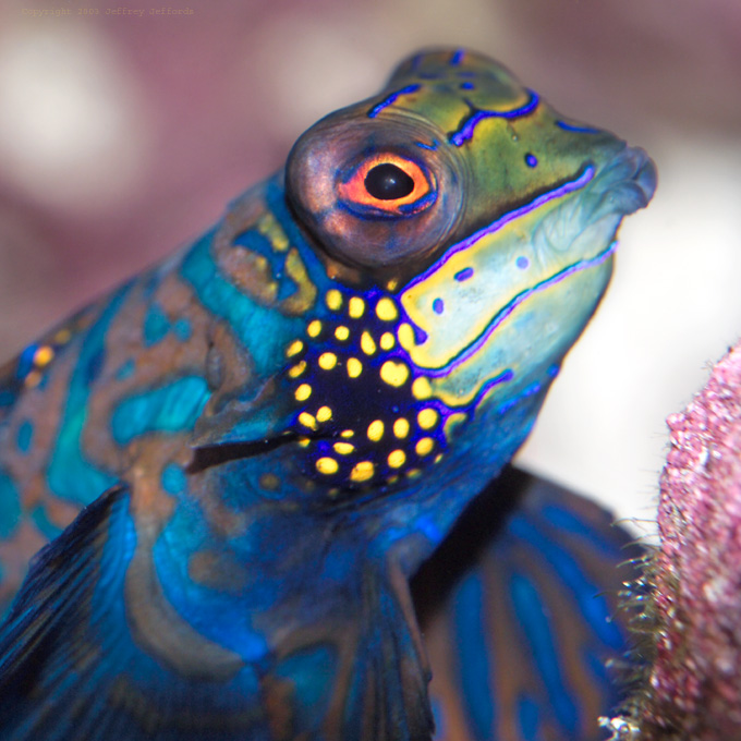 Mandarin Fish Wallpapers Mandarin Pictures - HD Animal Wallpapers