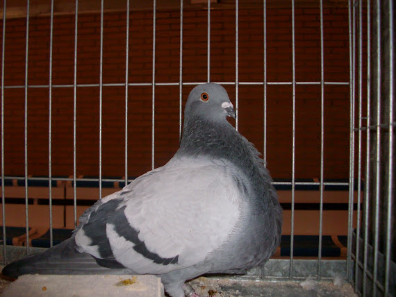 PALOMAR LOS FELIPINES "El Cobi": VENTA DE PALOMAS BUCHONAS