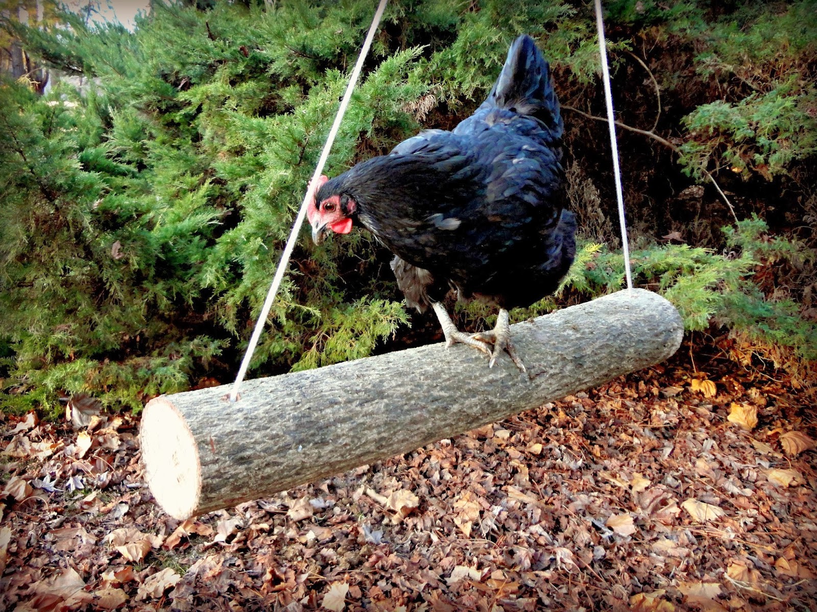 Make a Log Swing for your Chickens - Fresh Eggs Daily® with Lisa Steele