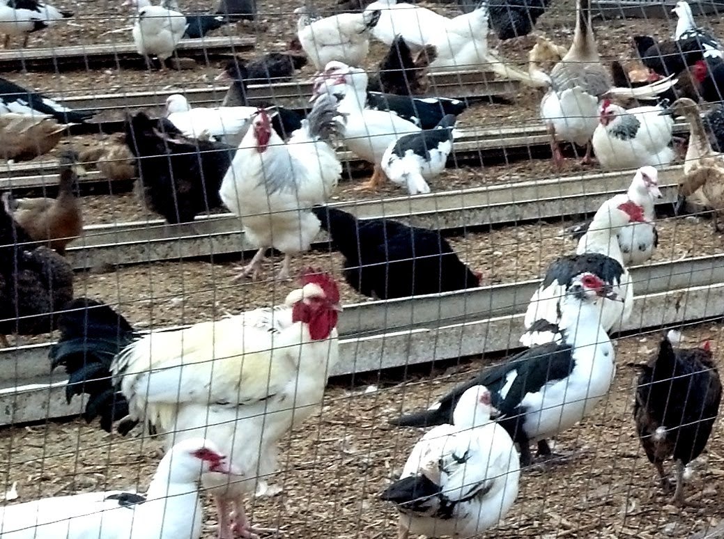 The Livestock Conservancy in Action: January 2015