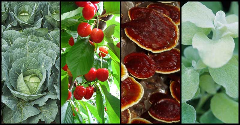 Foods and Herbs That Can Help Treat Pancreatic Diseases Naturally | Dr ...