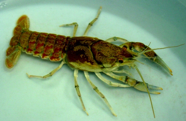 Un hombre y un cangrejo…/ Científico de la UANL se lanza a salvar una ...