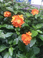 Crossandra undulaefolia | Pustaka Flora | Database Tanaman Landscape