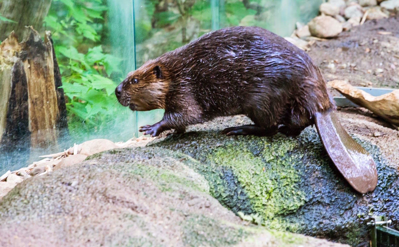 Le Gaillard Galopère au Canada: Immersion en nature