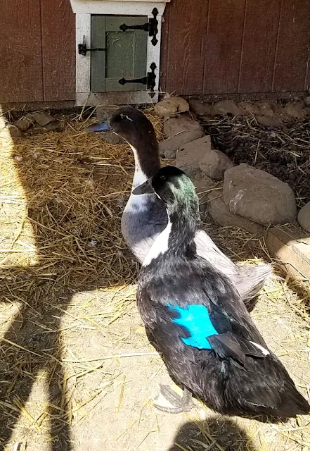 Preventing and Treating Angel Wing in Ducklings - Fresh Eggs Daily ...