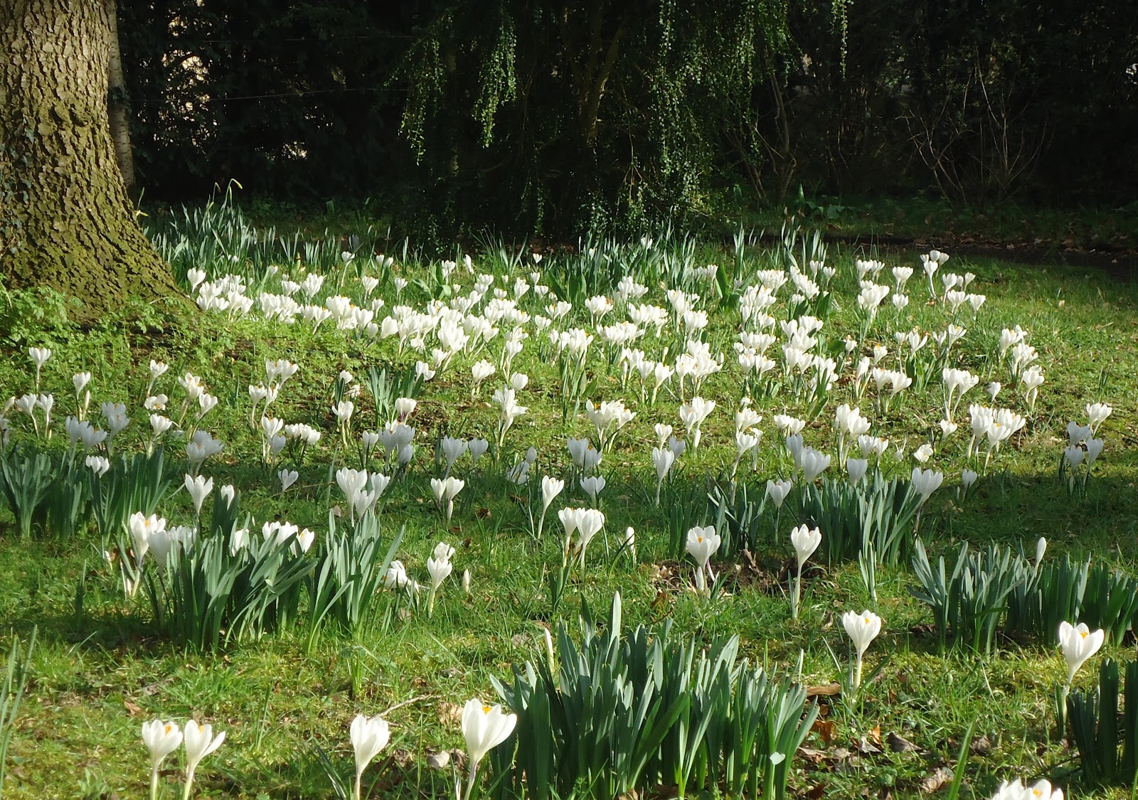The Gardens at Barnsley House: Ed's Gallery