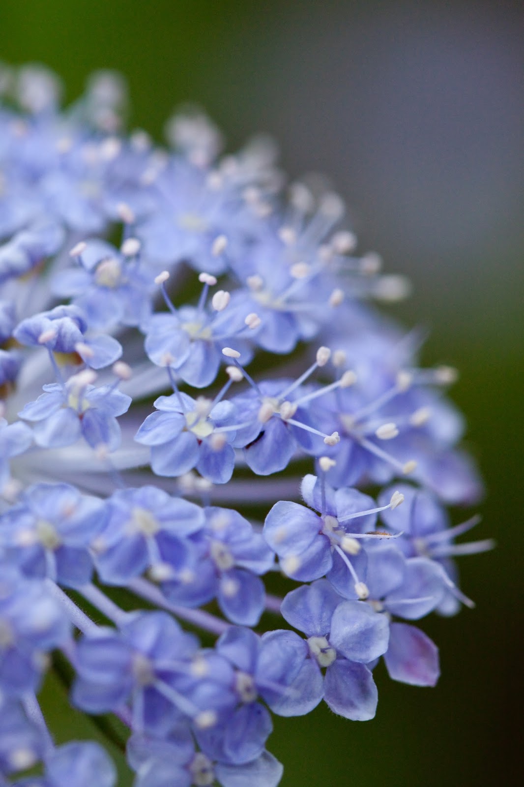 Wallpaper-HD-Blog: Blue lace flower