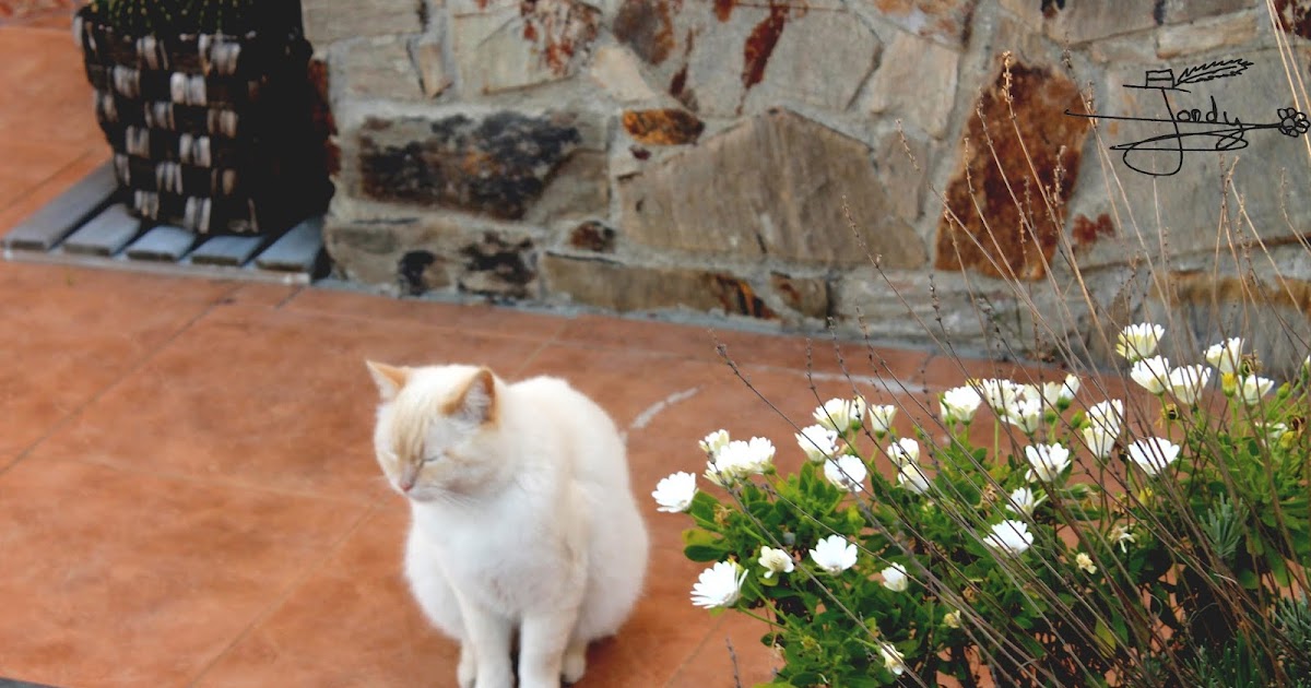 FOTOGRAFIANDO: Gato Posando