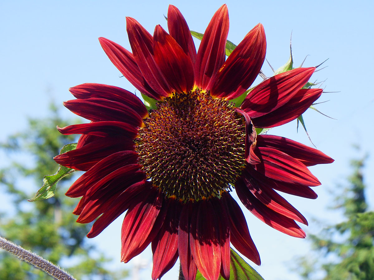 Wanderin' Weeta (With Waterfowl and Weeds): Deep red sunflower