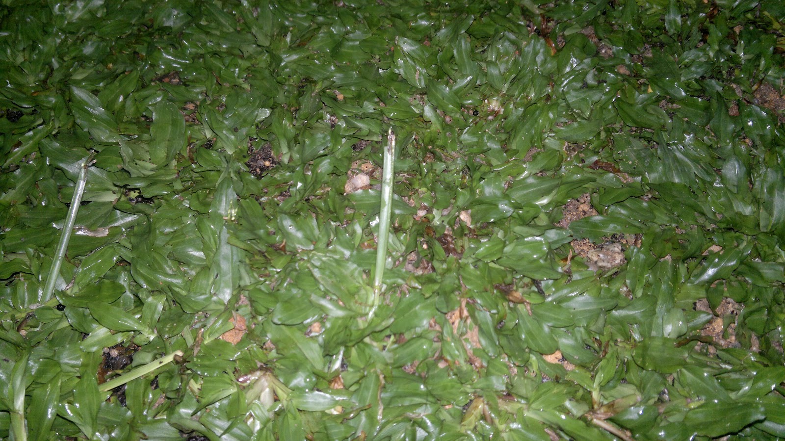 Home Lawn & Garden Care: Pearl Grass Recovery - Part 2