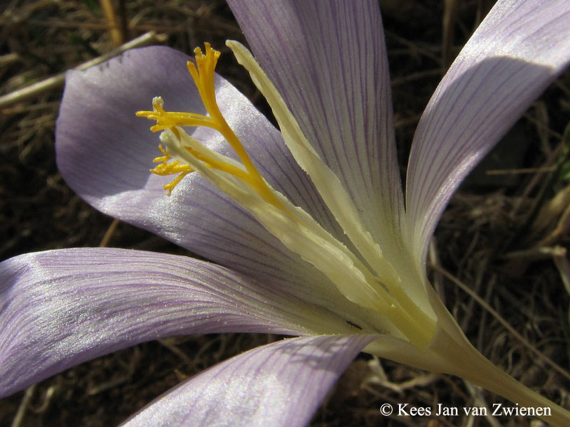The Country Of Crocuses: Crocus kotschyanus subsp. hakkariensis