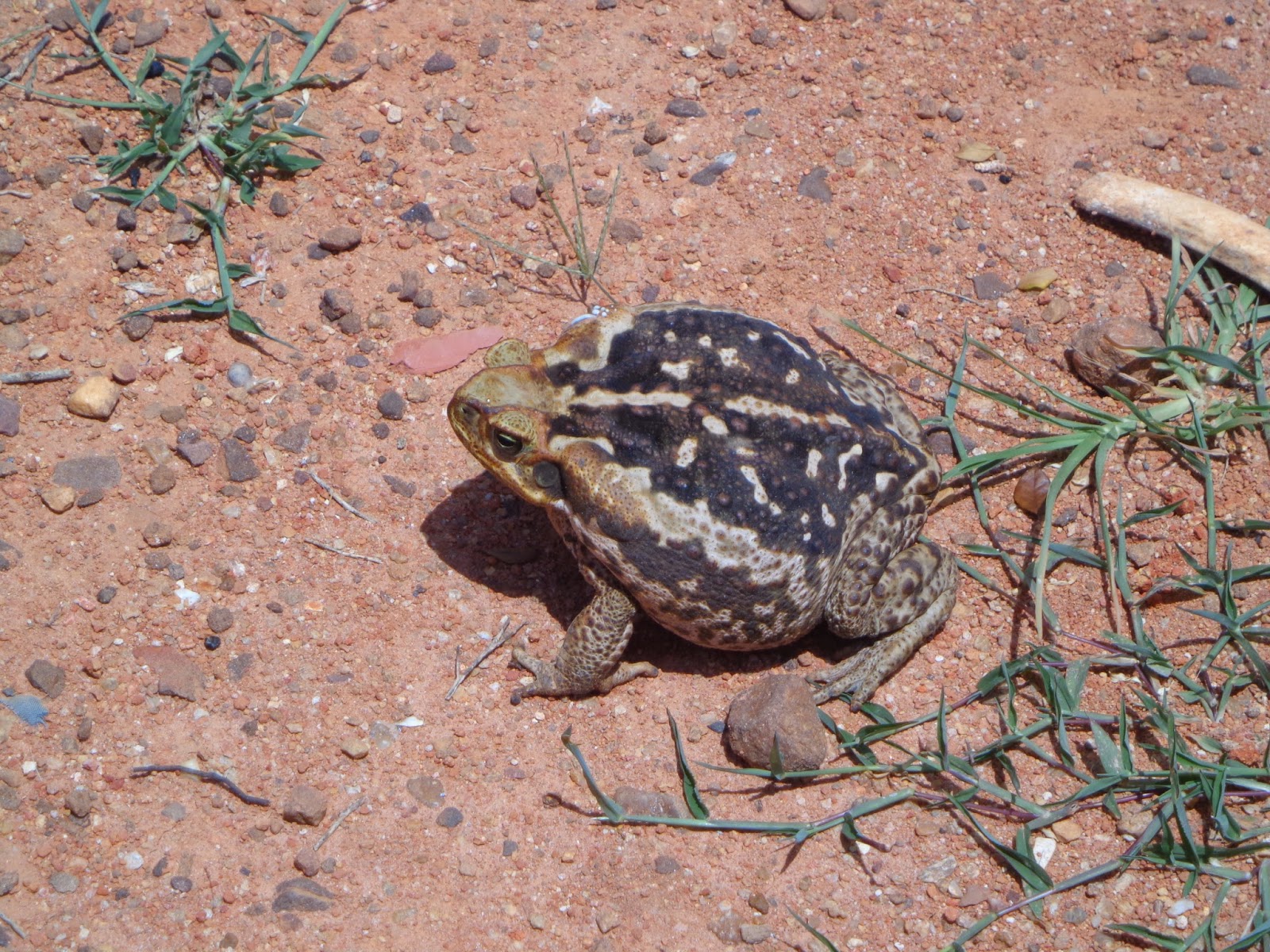 Sítio Dona Lô: FAUNA: CURURU E GIA