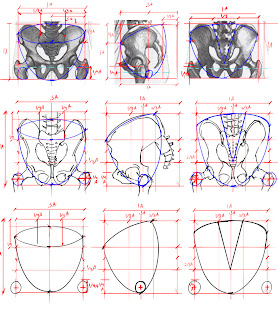 Goodend Graphics: Anatomy Part 2 (Skeleton part B and Deltoid)