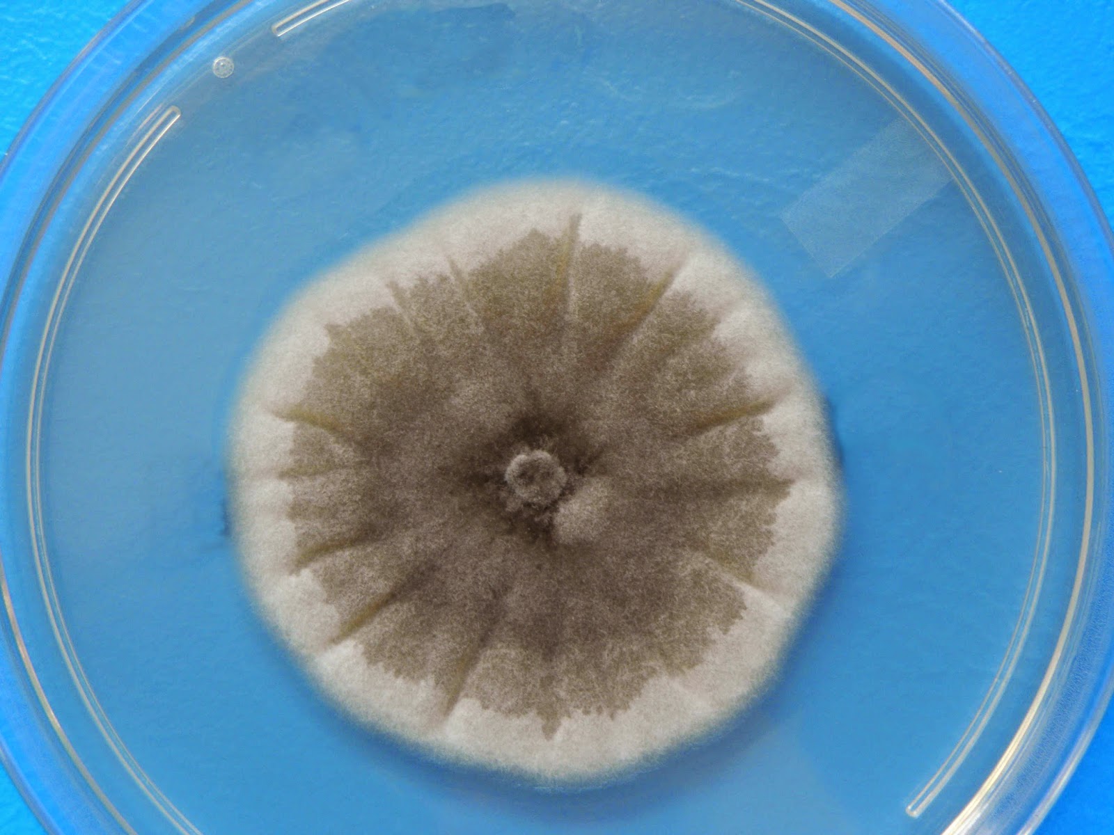 ATLAS MICOLOGIA: EXSEROHILUM ROSTRATUM