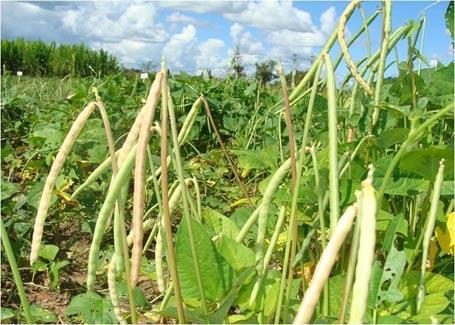 Superalimentos y cultivos alternativos: Caupí o carilla