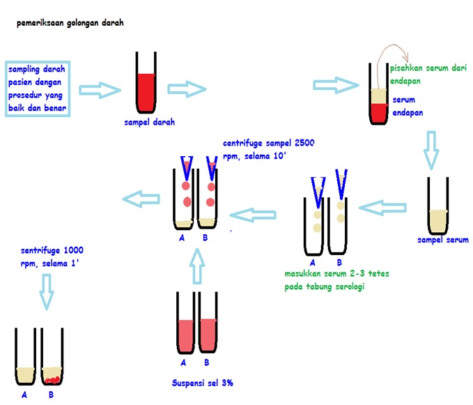 pemeriksaan golongan darah metode direct dan indirect ~ IREN`S HOME