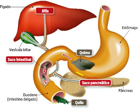 MyBrain: O sistema digestivo