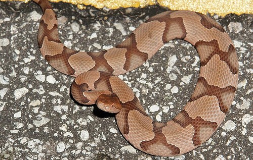 allaboutsnakes: COPPERHEAD