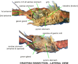 Anthony's Blog: Blog 13 What was most interesting about this week's ...