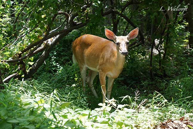 The View from Squirrel Ridge: American Robins, Virginia Deer.