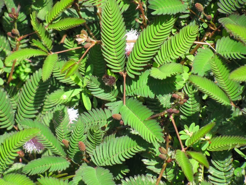 Flora and Fauna - Plants and Critters: Intriguing Plants: The Sensitive ...