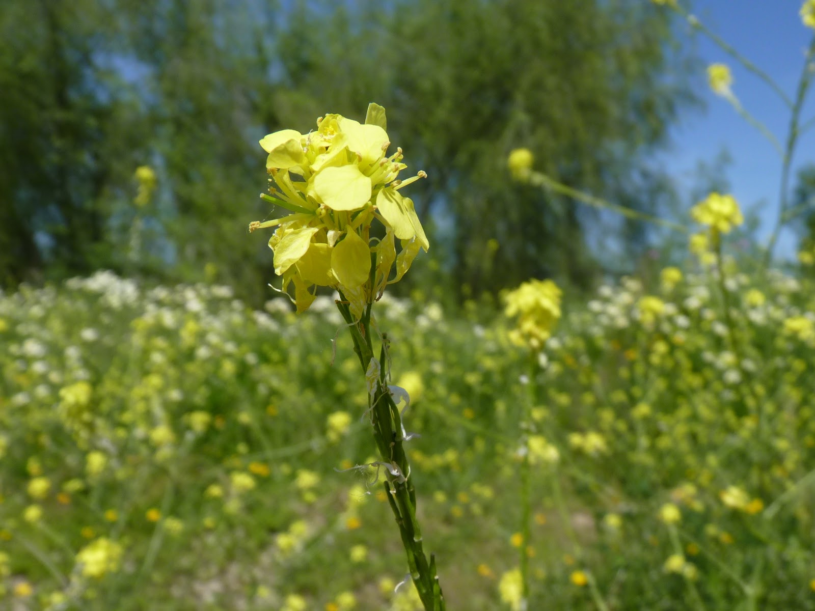 Jaramago (Sisymbrium officinalis)