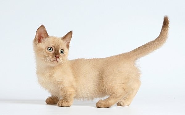 Cicás oldal: Munchkin macska