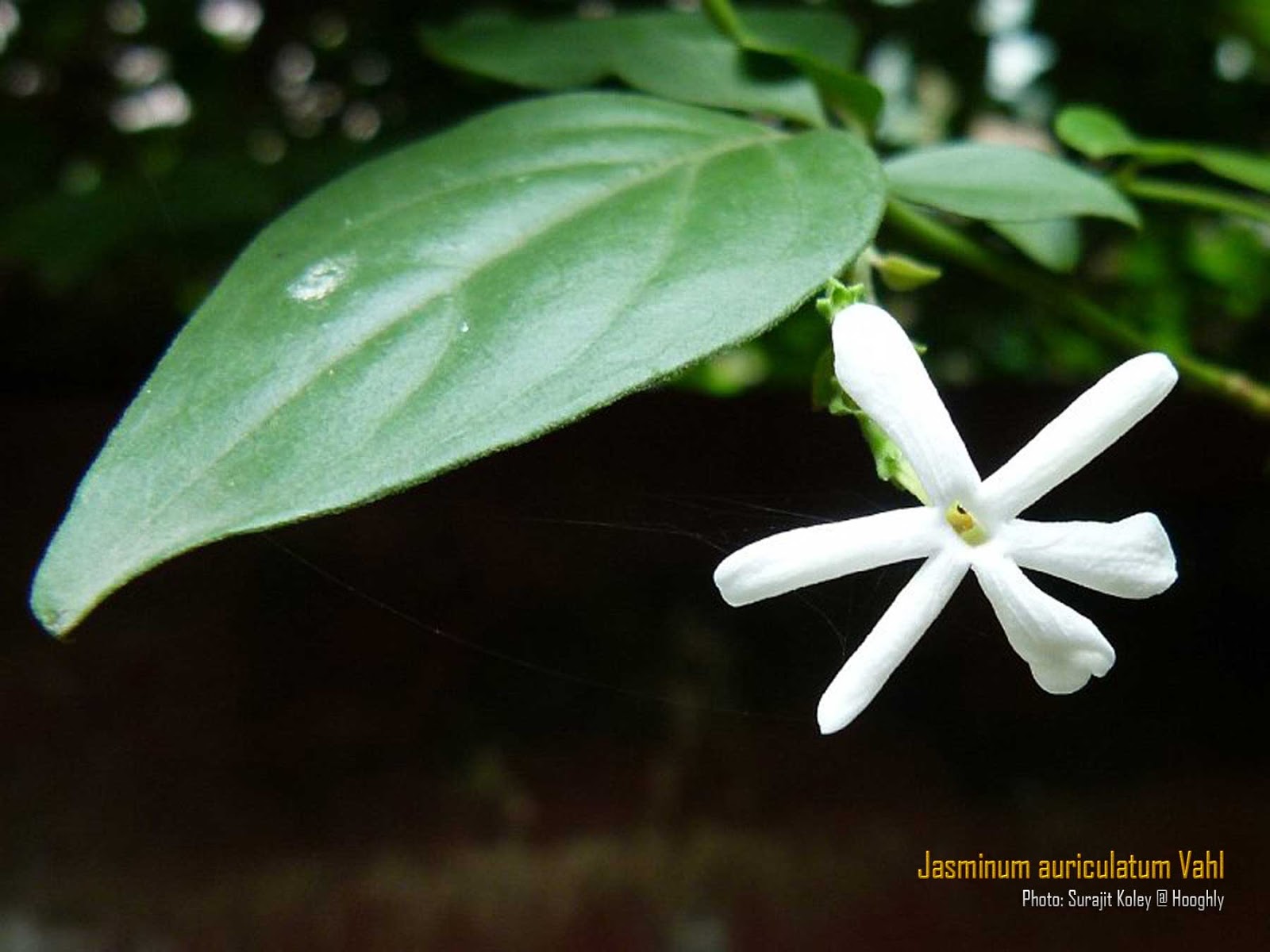 Medicinal Plants: Jasminum auriculatum Yuthika, Magadhi Juhi, Juthi ...