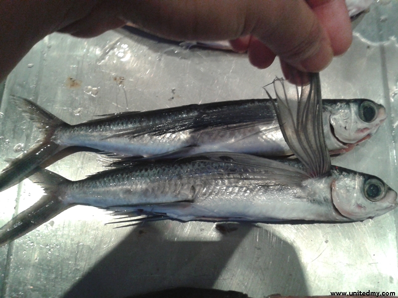 10 Popular Japanese Seafood in Malaysia | Unitedmy