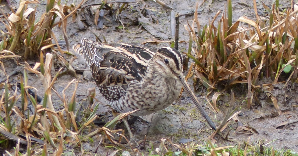A Field Notebook: Snipe and water rail