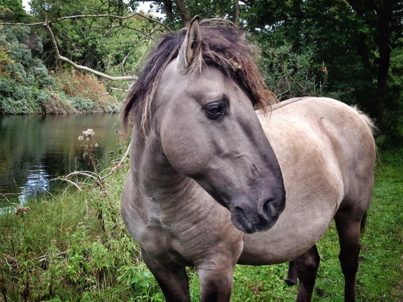 Josine Vingerling: Konik boys