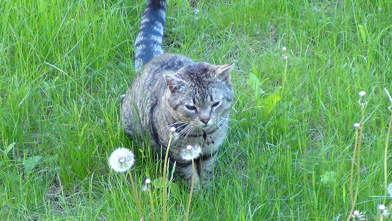 Runcis - PhotoBlogSite