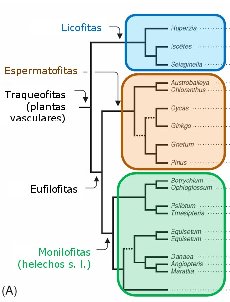 Viacheslav Shalisko blog: Ponencia en Seminario de Botánica sobre ...