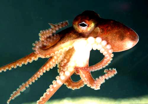 bur-Ubur Irukandji (Carukia barnesi) ~ dunia air