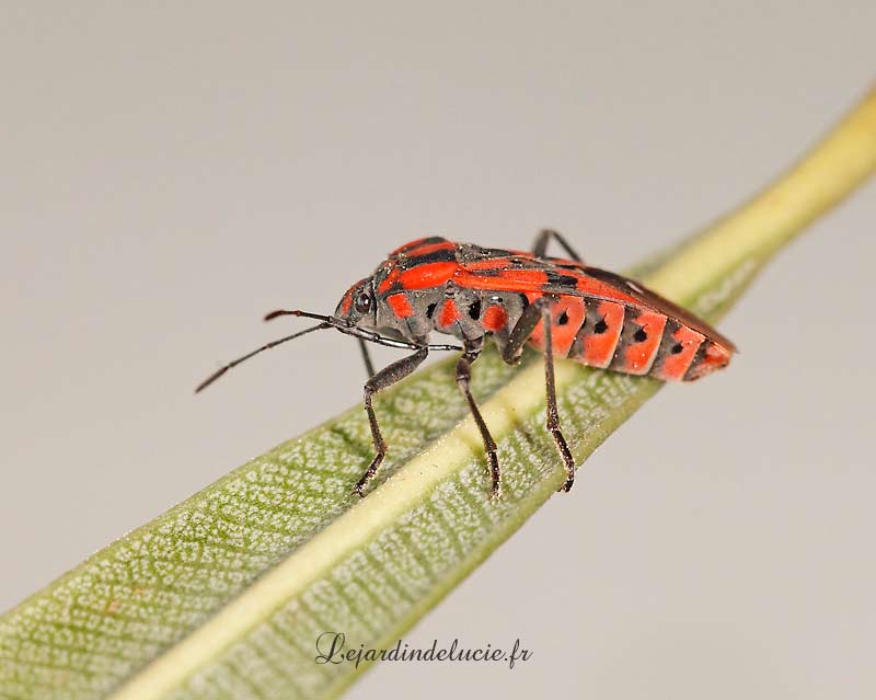 Spilostethus pandurus, une grande punaise rouge et noire