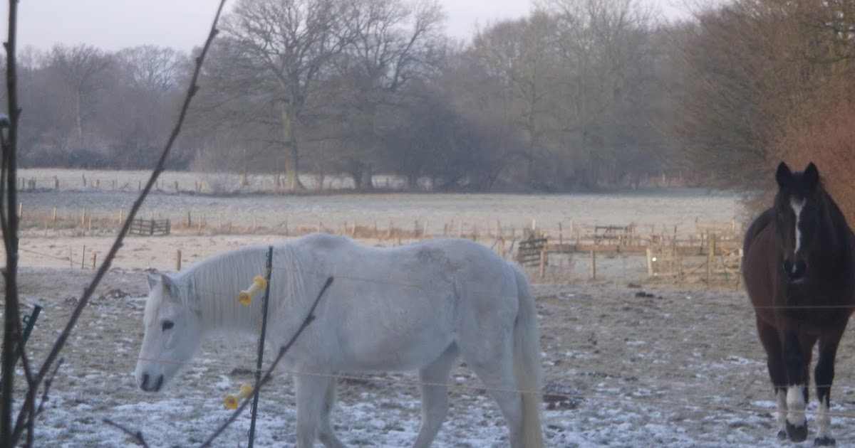 Pferde, unsere stolzen Freunde: Gefahr durch gefrorenes Saftfutter wie ...