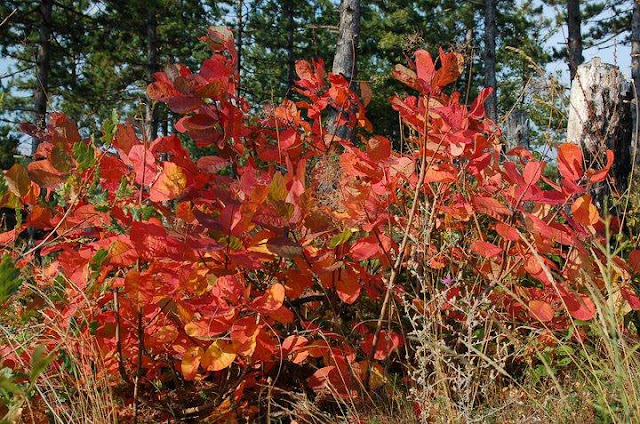 Smradlika, Tetra- Cotinus coggygria - Билки Лековити и Народна Медицина
