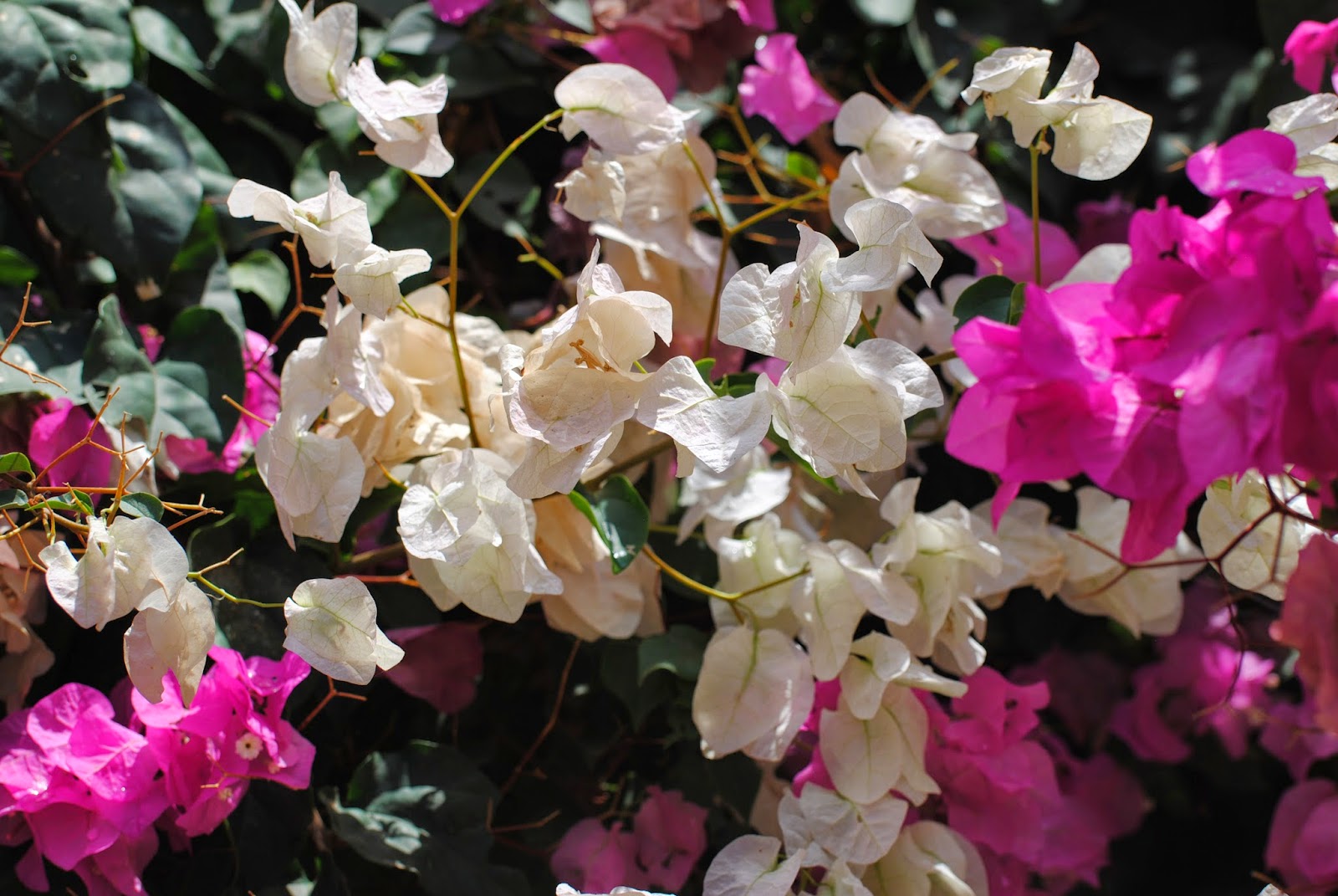 Portrait of Panama: Flora and Fauna