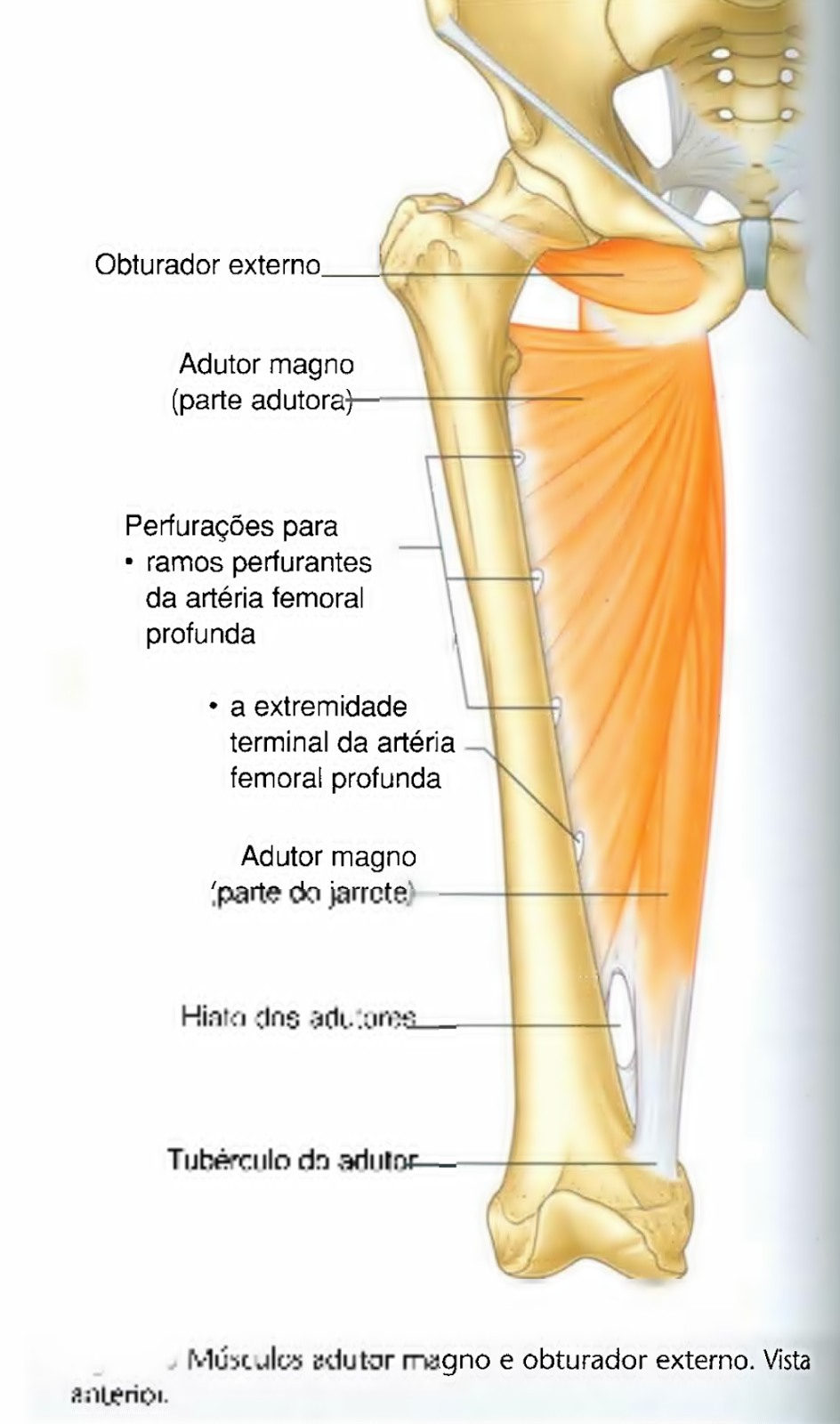 Músculo Adutor Da Coxa - LIBRAIN