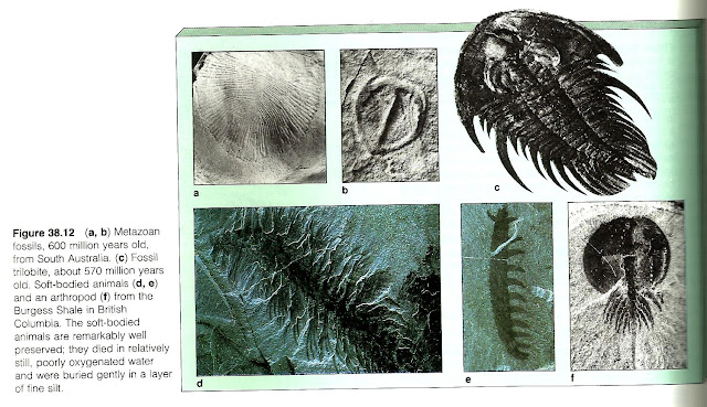 Manash (Subhaditya Edusoft): Origin of Life : Birth Story of Life on Earth