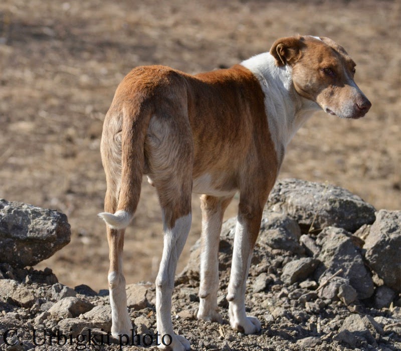 Stephen Bodio's Querencia: AfriCanis in Lesotho