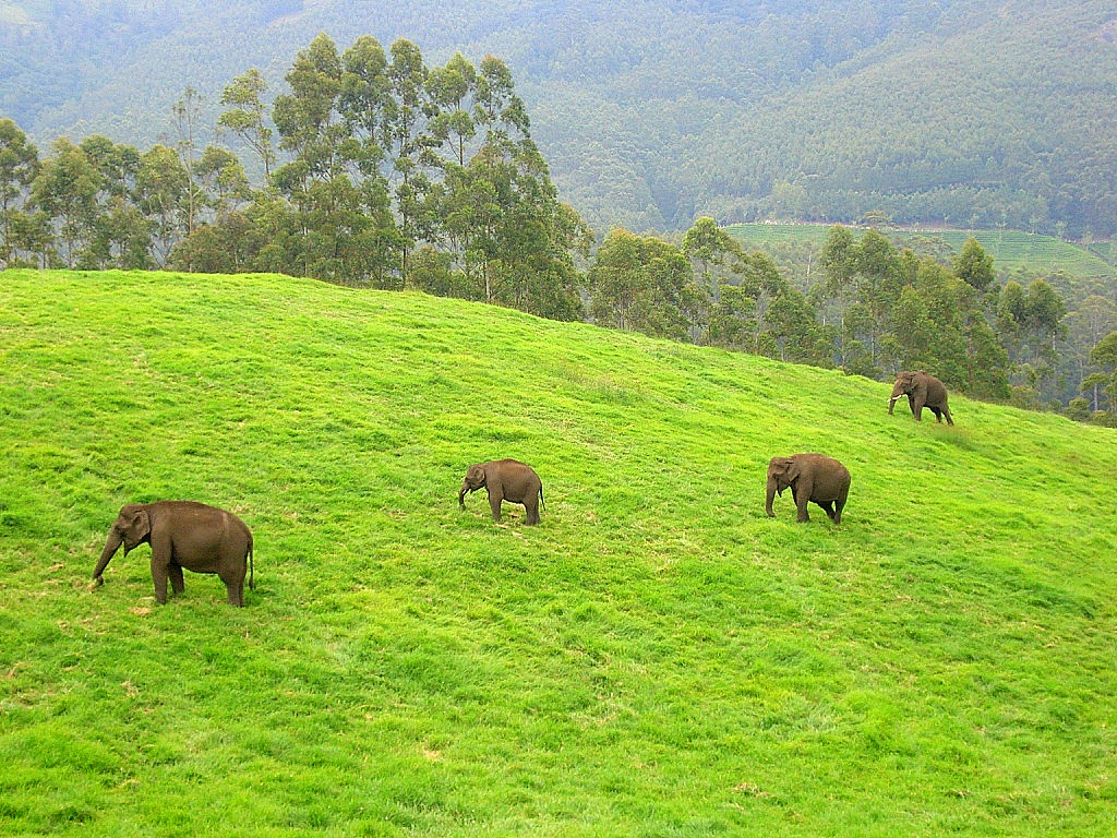 TOURIST PLACES AROUND THE WORLD: Munnar - Must Visit Hill Station in Kerala