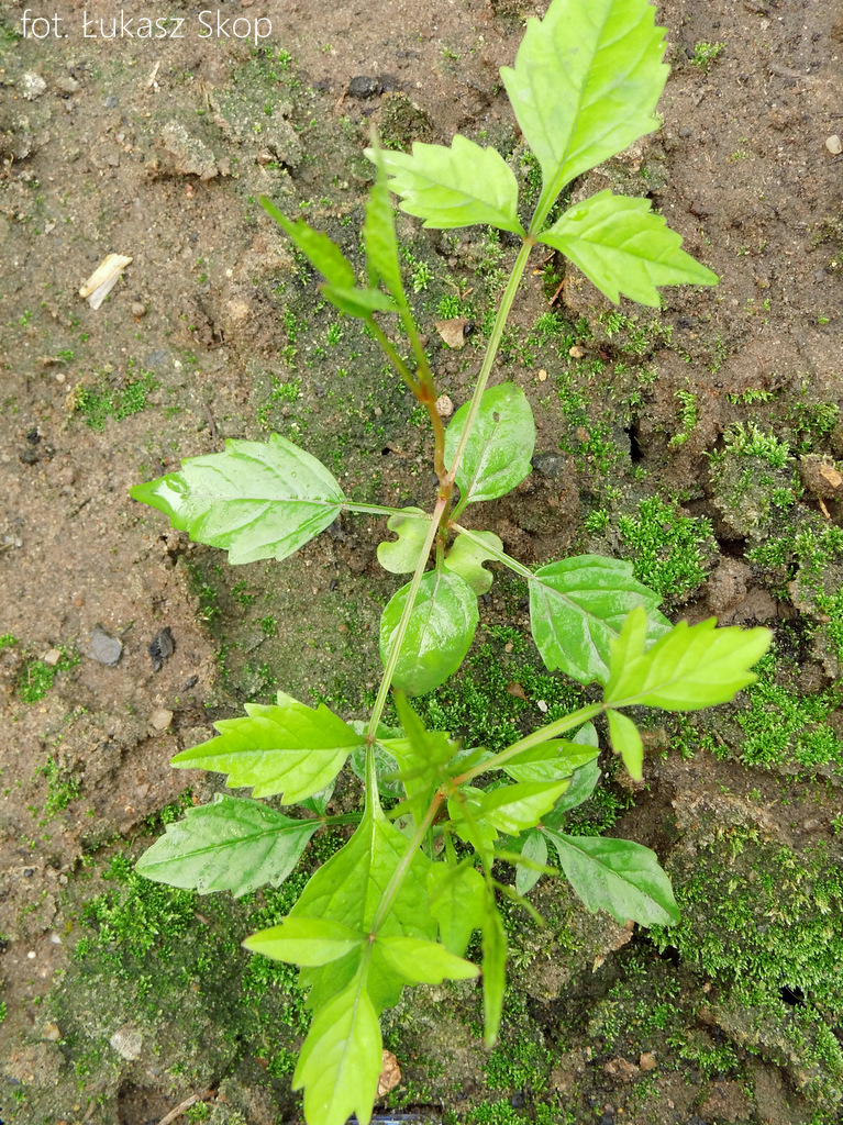 Milin amerykański - uprawa z nasion | BEZ OGRÓDEK | blog ogrodniczy