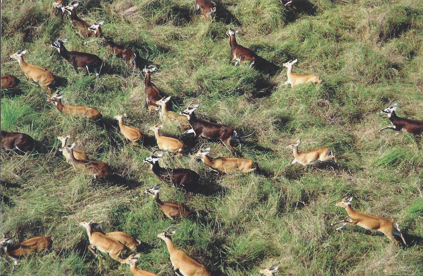 A Journey of Postcards: The White Eared Kob | Sudan